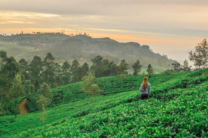 Ella Day Trip from Mirissa, Weligama, Galle, Hikkaduwa - Real Traveler Perspectives