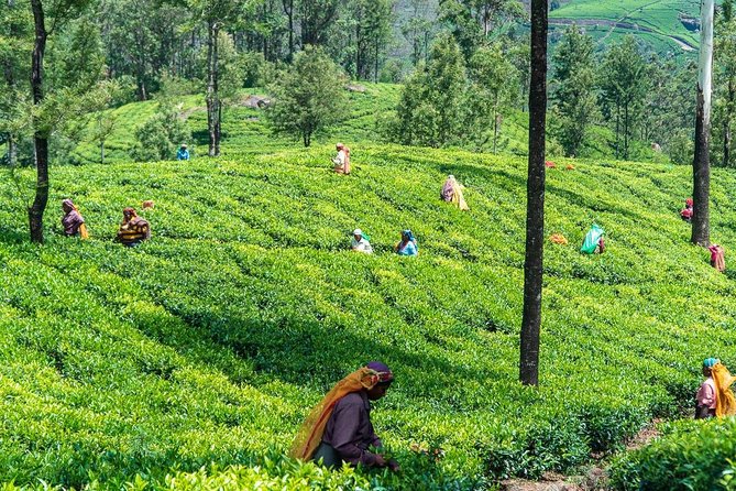 Ella Day Trip from Mirissa, Weligama, Galle, Hikkaduwa - The Sum Up: Who Is This Tour Best For?