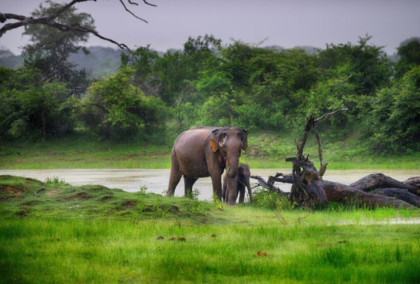ELLA: Drop to Tangalle/Hiriketiya/Mirissa/Galle & Yala Tour - Key Points