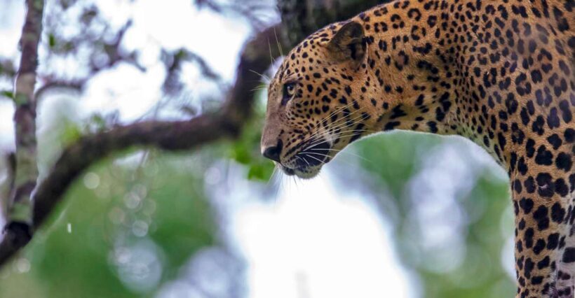 ELLA: Drop to Tangalle/Hiriketiya/Mirissa/Galle & Yala Tour - Introduction: What’s On Offer