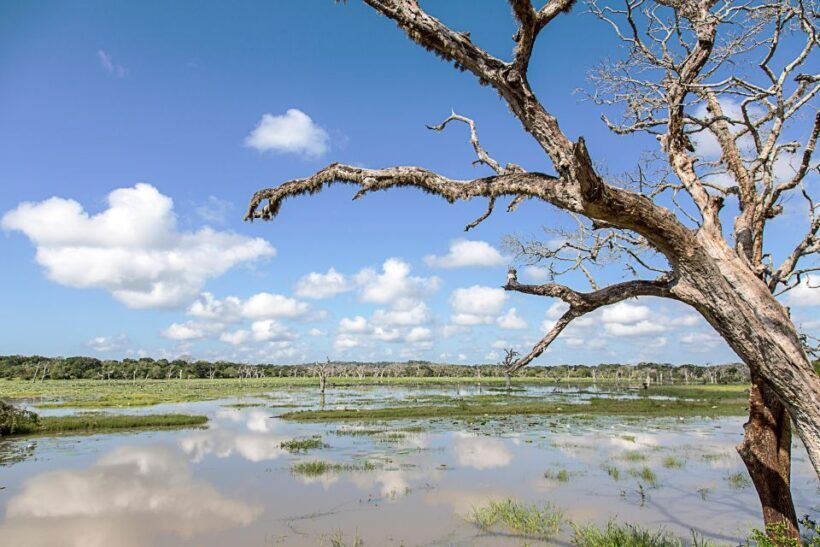 ELLA: Drop to Tangalle/Hiriketiya/Mirissa/Galle & Yala Tour - What the Reviews Tell Us About the Experience