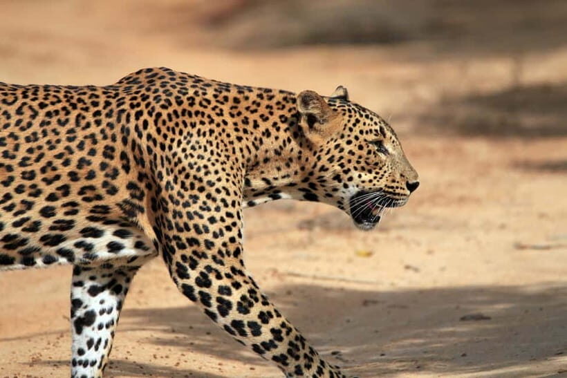 Ella: Drop to Tangalle/Mirissa/Galle & Udawalawa Safari Tour - Key Points