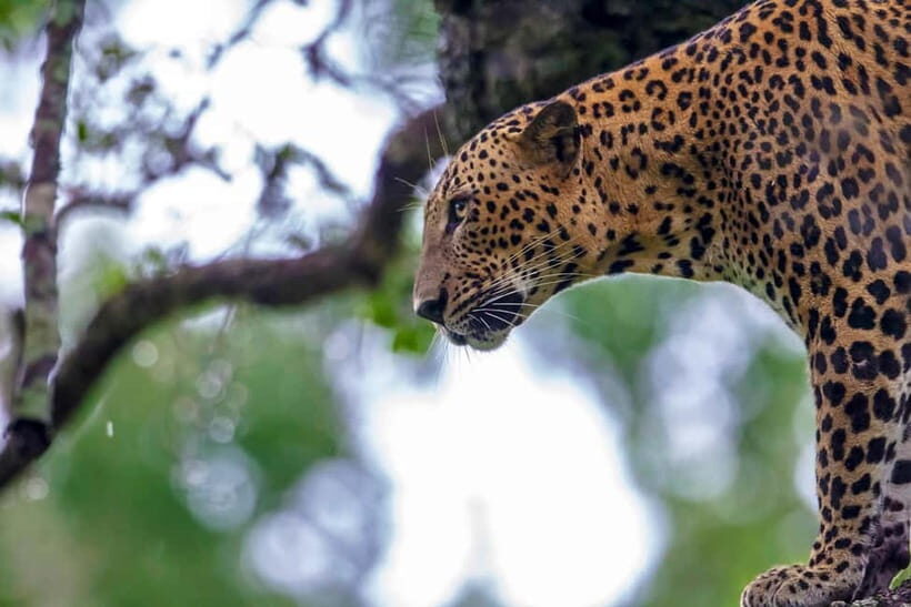 Ella: Drop to Tangalle/Mirissa/Galle & Udawalawa Safari Tour - FAQ