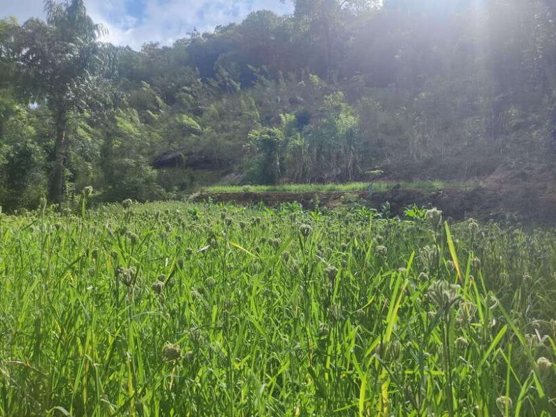 Ella: Guided Day Tour with Tea Estate Visit - The Hike to Little Adams Peak