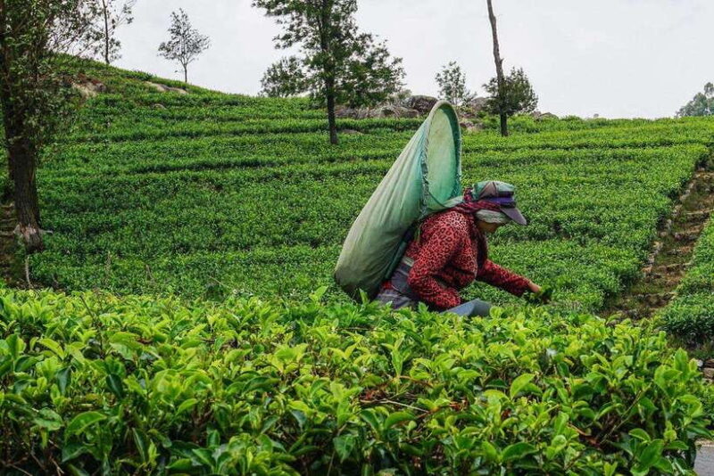 ELLA Lipton Seat Tea Test & Pluck 9 Arch, Waterfalls, by TUK - The Day’s Flow and Timing
