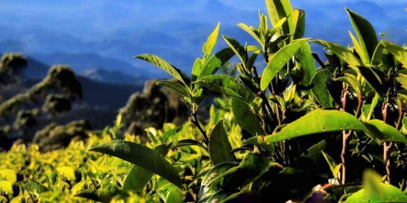 Ella: Lipton's Seat Tour with Dambetanna Tea Factory Visit - Key Points