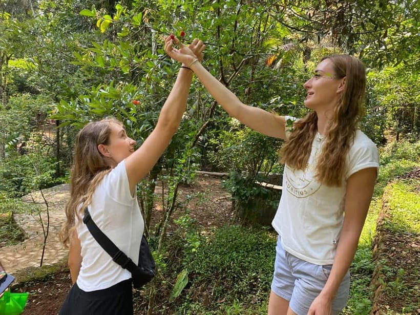 Ella: Nine Arch Spice Garden Tour with Traditional Lunch - An In-Depth Look at the Ella Nine Arch Spice Garden Tour