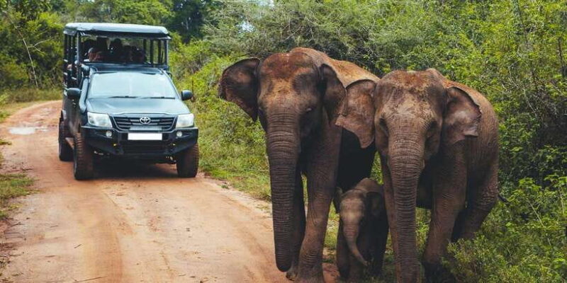 Ella: Safari Day Trip to Yala & Udawalawe w/ Picnic Lunch - Is This Tour Worth It?