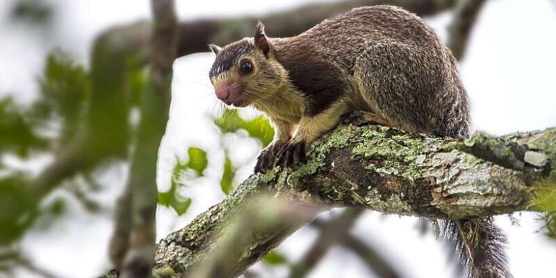 Ella: Safari Day Trip to Yala & Udawalawe with Lunch - What Makes This Tour Stand Out