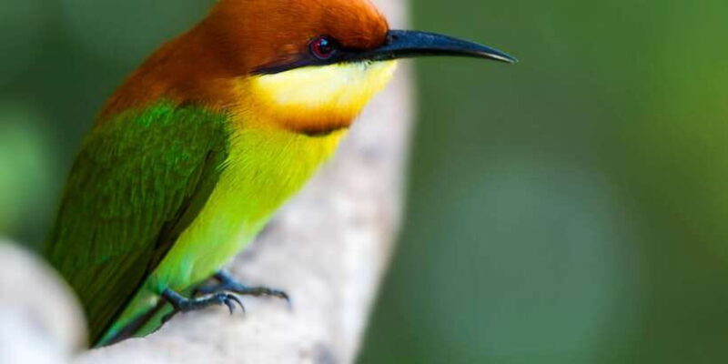 Ella: Shuttle to Mirissa/Galle/Hikkaduwa & Udawalawa Safari - The Sum Up