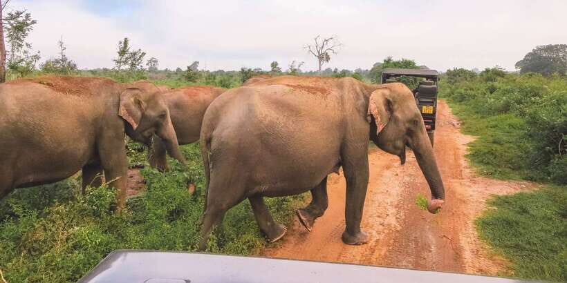 Ella: Shuttle to Tangalle/Mirissa/Galle & Udawalawa Safari - Key Points