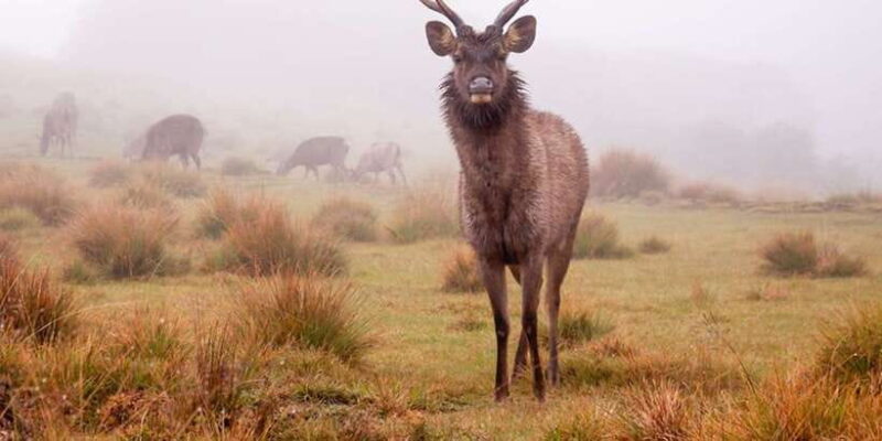 Ella to Horton Plains with Bakers Falls & Train Delights - Possible Drawbacks or Considerations