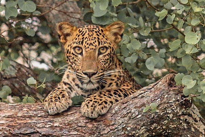 Ella to Mirissa,Weligama,Ahangama (Private Transfer ) - Is This Tour Right for You?