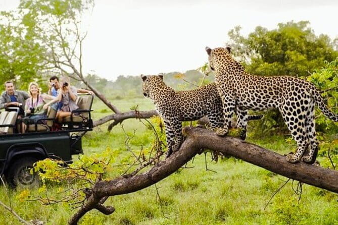 Ella To Yala National Park Private Transport - Ella To Yala National Park Private Transport: A Practical Guide