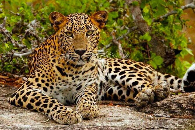 Ella To Yala National Park Private Transport - Key Points