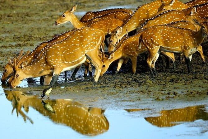 Ella To Yala National Park Private Transport - The Vehicle and Comfort Level