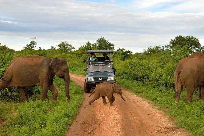 Ella To Yala National Park Private Transport - Who Should Consider This Service?