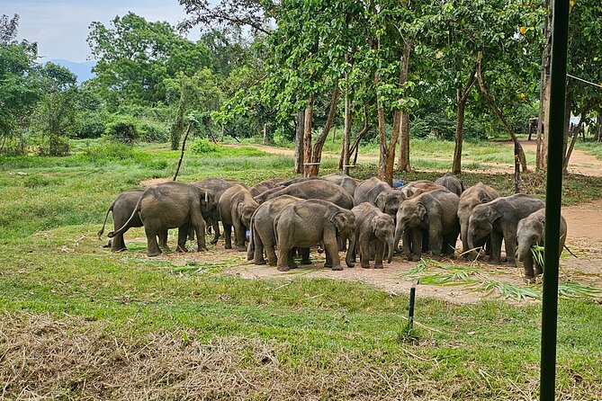 Ella Train Trip & Udawalawa Private Day Tour Bentota/Kosgoda - Final Thoughts: Who Is This Tour Best For?