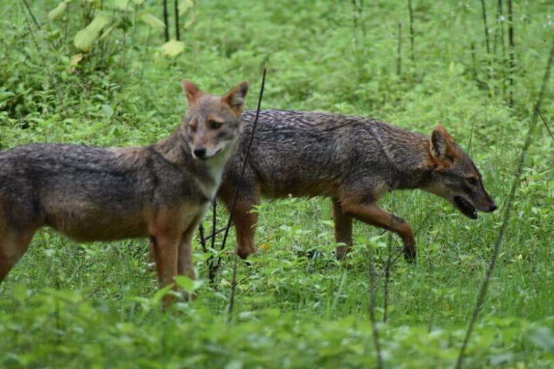 Ella: Transfer to Mirissa/Galle/Hikkaduwa & Udawalawe Safari - The Experience: What We Think Travelers Will Love