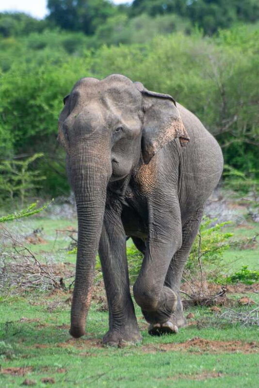 Ella: Udawalawa Safari Drop: Tangalle / Mirissa / Galle - Key Points