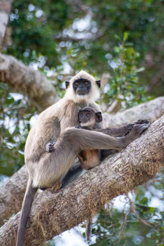 Ella: Udawalawa Safari Drop: Tangalle / Mirissa / Galle - How the Itinerary Unfolds