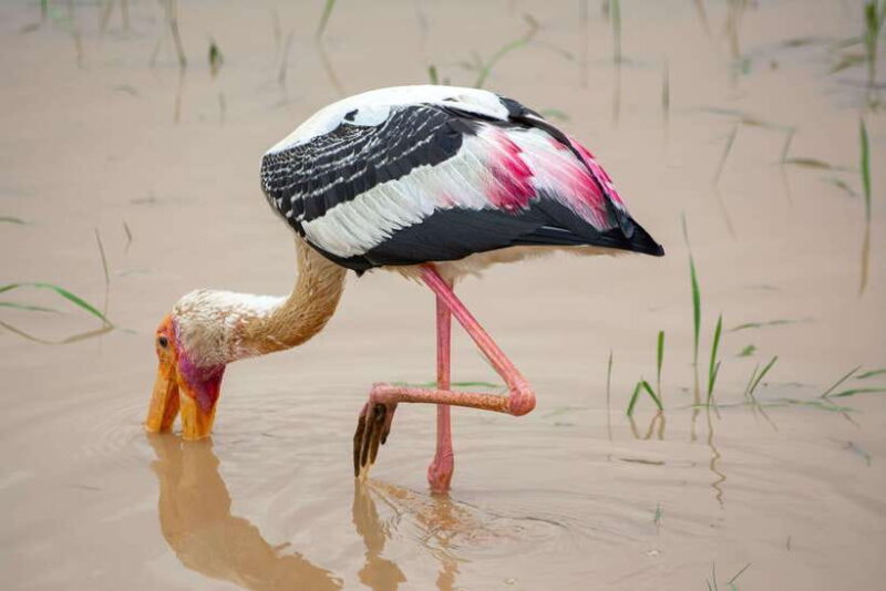 Ella: Udawalawa Safari Drop: Tangalle / Mirissa / Galle - FAQ