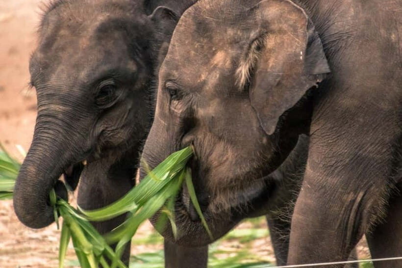 Ella - Udawalawa Safari - Drop to Mirissa/Weligama/Galle - Key Points