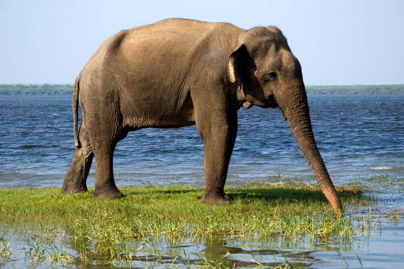 Ella - Udawalawa Safari - Drop to Mirissa/Weligama/Galle - FAQs