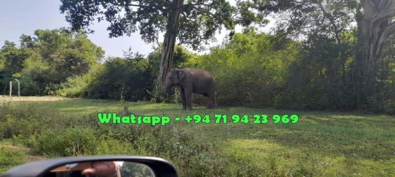 Ella: Udawalawe safari w local guide tush, Drop at Mirissa - The Itinerary Breakdown