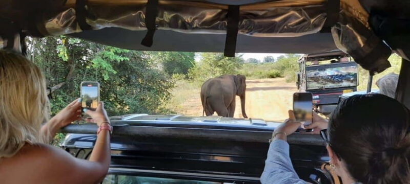 Ella: Udawalawe safari w local guide tush, Drop at Mirissa - What’s Included and What’s Not