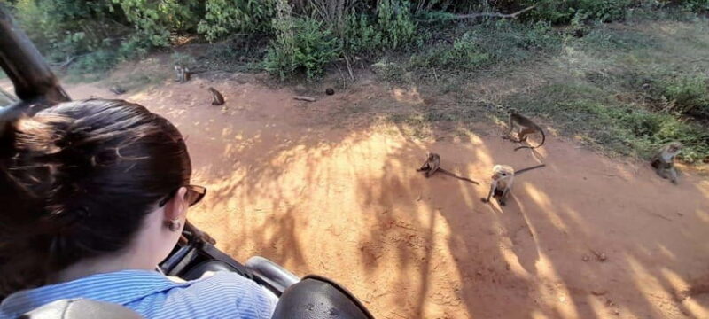 Ella: Udawalawe safari w local guide tush, Drop at Mirissa - The Value of This Safari