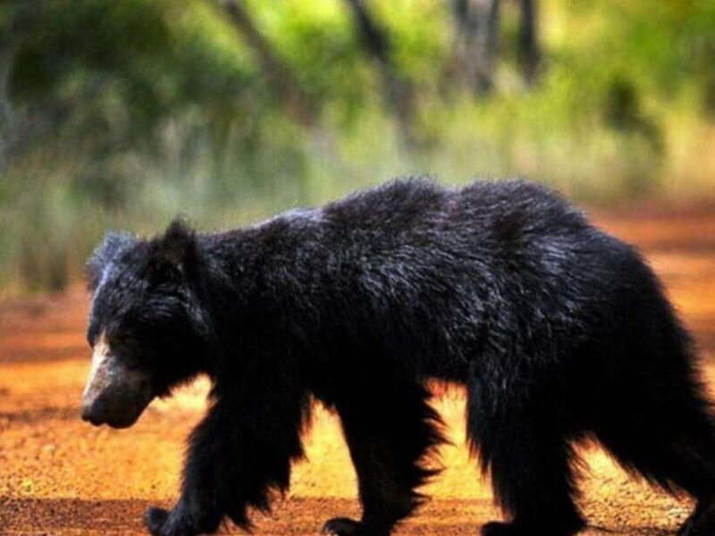 Ella: Udawalawe, Yala National Parks 2-Day Tour & Transfers - Key Points