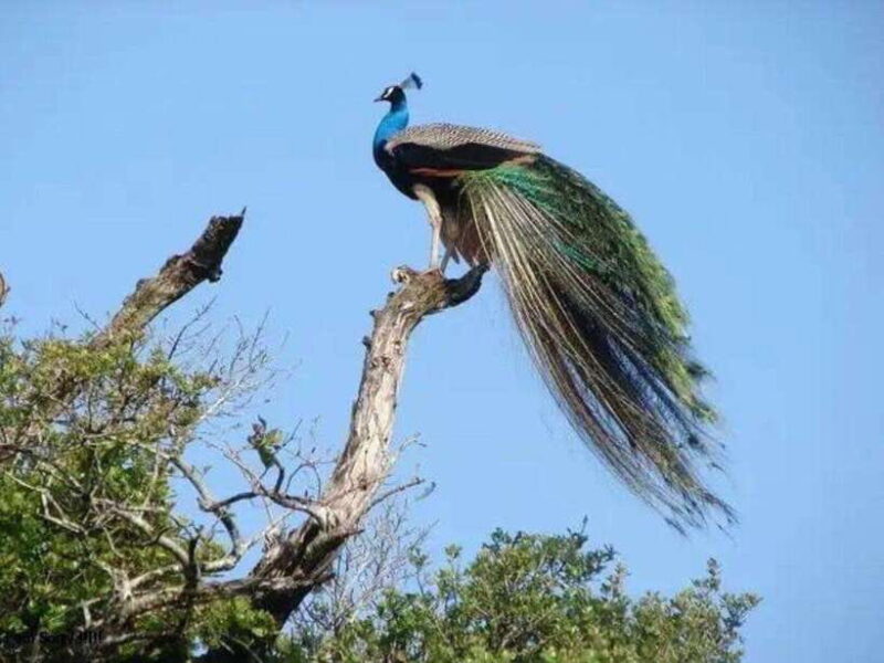 Ella: Udawalawe, Yala National Parks 2-Day Tour & Transfers - Why This Tour Offers Genuine Value