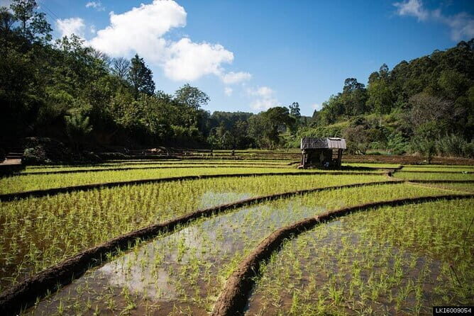 Ella Village Tour with Local - Key Points