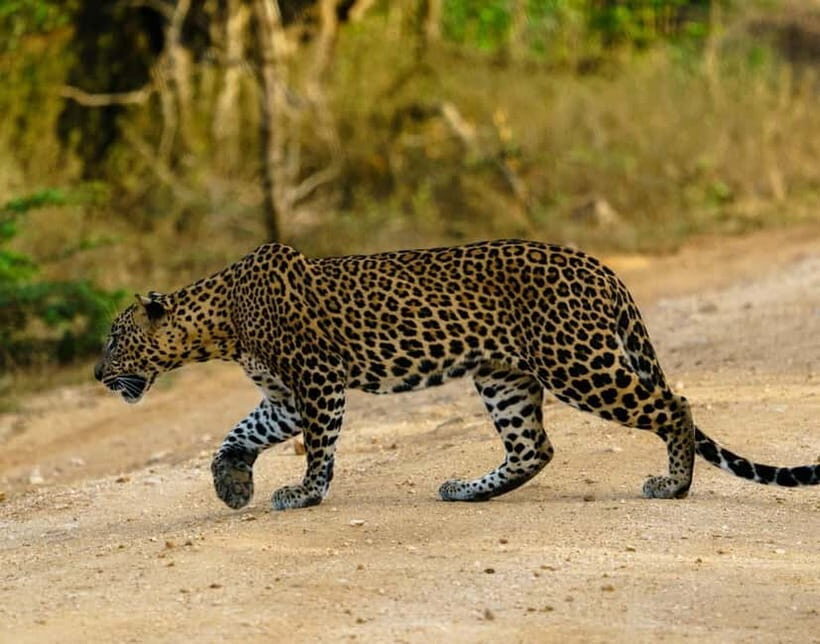 Ella : Yala Safari Drop : Arugambay / Arugam bay / Pottuvil - The Practical Details: What to Know Before You Go
