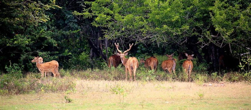 Ella : Yala Safari Drop : Arugambay / Arugam bay / Pottuvil - FAQ