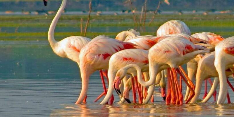 Ella : Yala Safari Drop off : Tangalle/ Hiriketiya/ Mirissa - The Authentic Experience