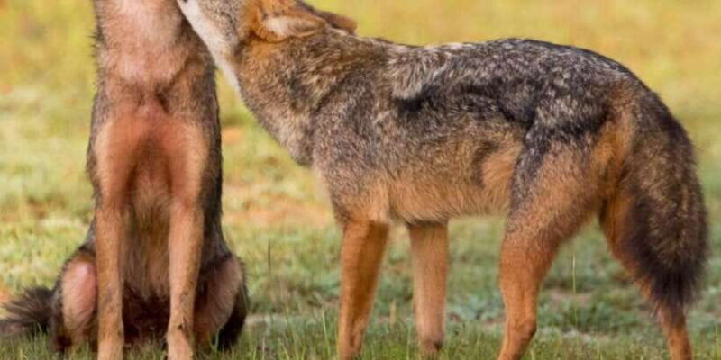 Ella : Yala Safari Drop off : Tangalle/ Hiriketiya/ Mirissa - Who Should Consider This Tour?