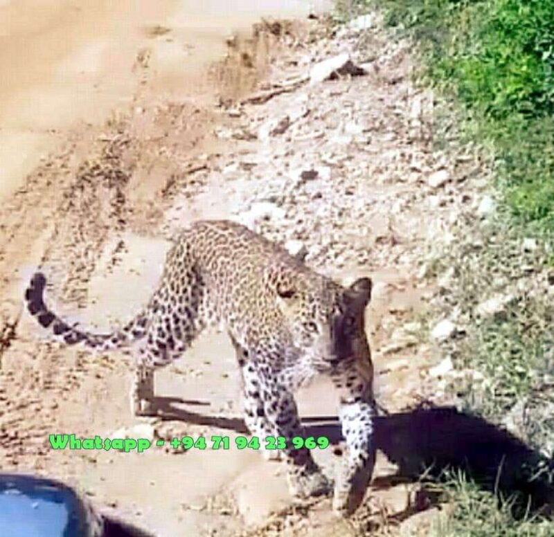 Ella: Yala safari & drop Tangalle/ Hiriketiya/ Mirissa/Galle - Key Points