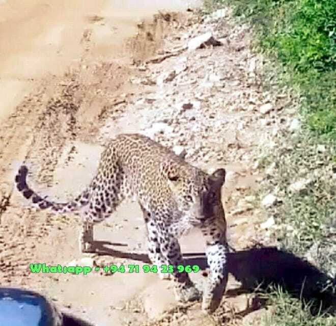 Ella: Yala safari & drop Tangalle/ Hiriketiya/ Mirissa/Galle - FAQ