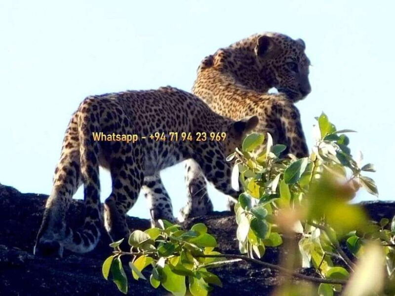 Ella: Yala safari tour w local guide tush & Drop at Tangalle - Practical Details and Value