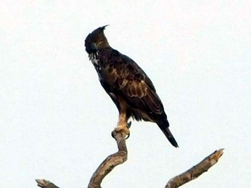 Ella: Yala safari tour w local guide tush & Drop at Tangalle - What Travelers Say