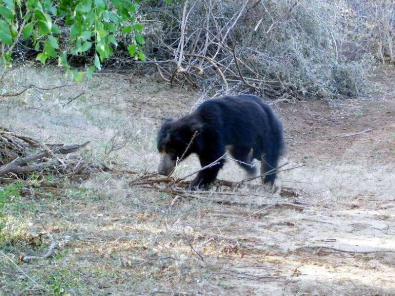 Ella: Yala safari tour w local guide tush & Drop at Tangalle - Who Will Enjoy This Tour?