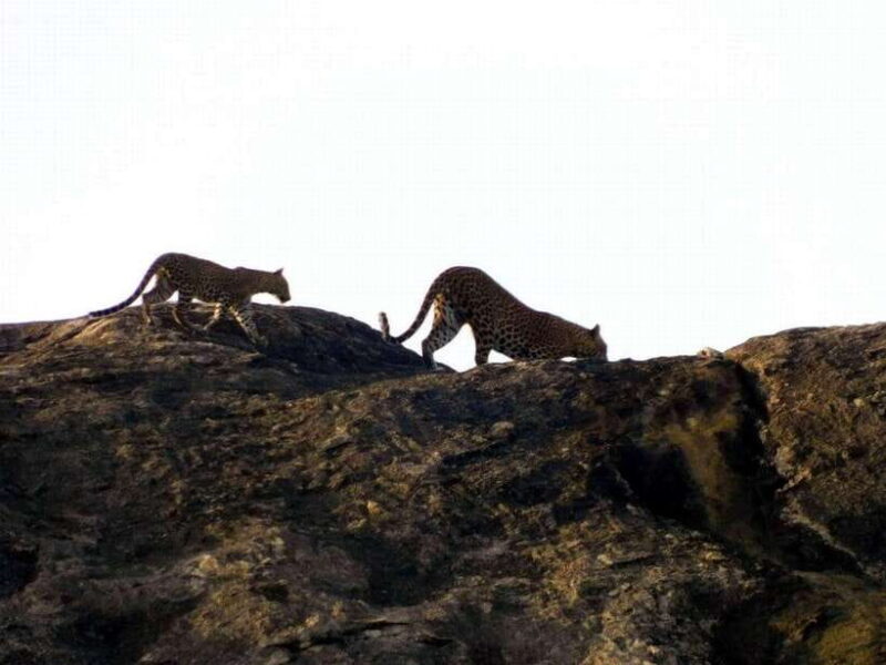 Ella: Yala safari w local guide tush & drop off at Mirissa - The Itinerary in Detail