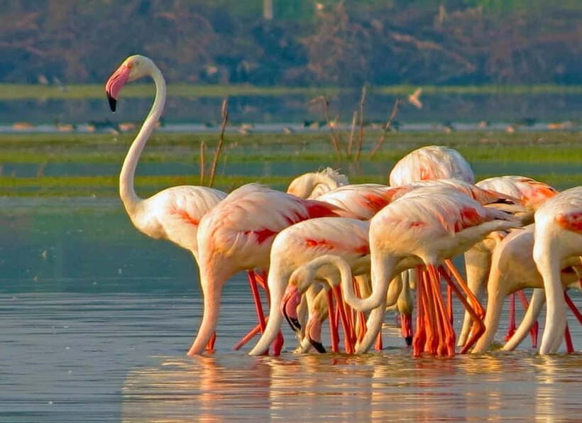 Ella: Yala Safari with Drop at Tangalle/ Hiriketiya/ Mirissa - Who is this tour best for?