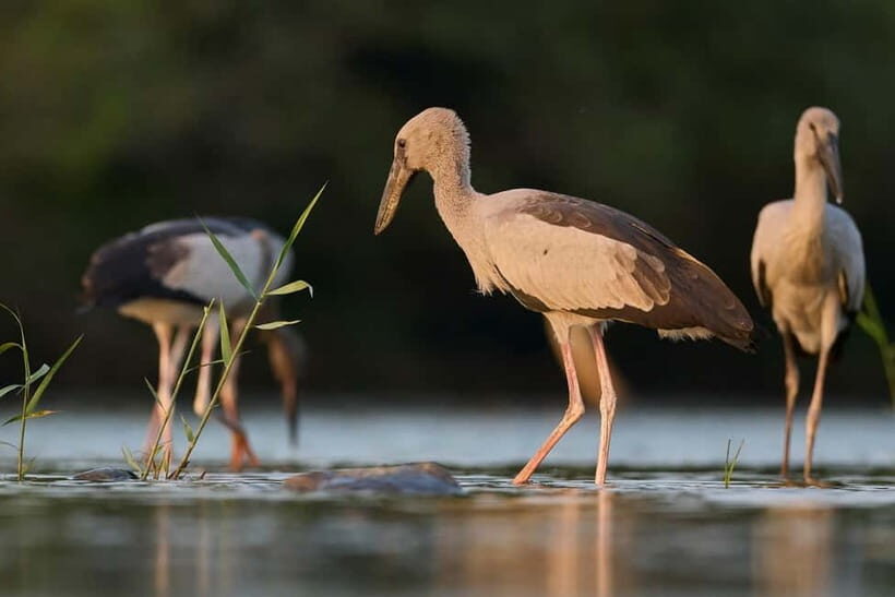 Ella: Yala Safari with Drop at Tangalle/ Hiriketiya/ Mirissa - The Sum Up: Is This Safari Worth It?