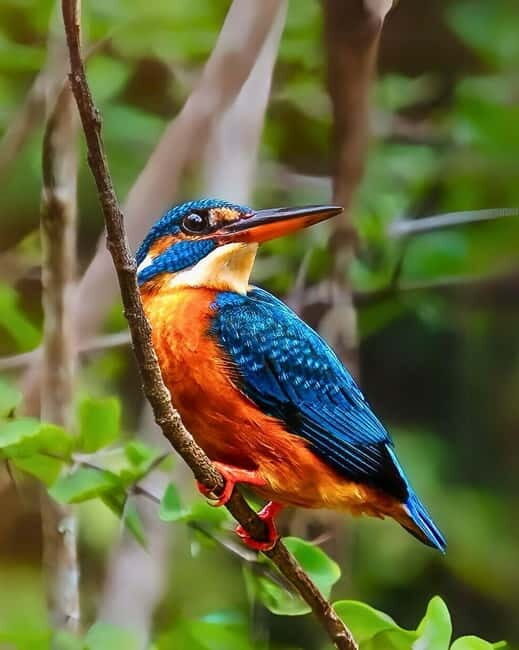 Ella: Yala Safari with Drop at Tangalle/ Hiriketiya/ Mirissa - FAQ
