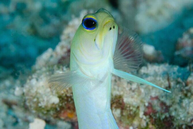Set out on a Professional and Passionate Scuba Diving Adventure!" - A Close Look at the Experience
