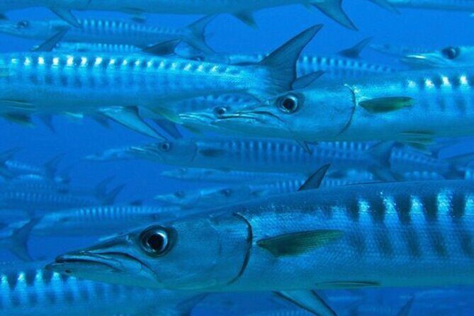 Set out on a Professional and Passionate Scuba Diving Adventure!" - Practical Details and Booking