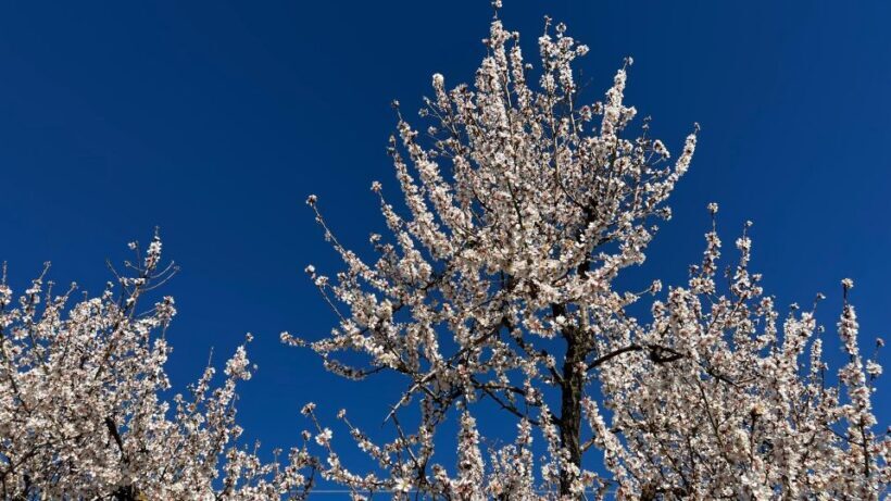 Embrace the enchantment of Mallorca's almond blossom season - Is This Tour Worth It?